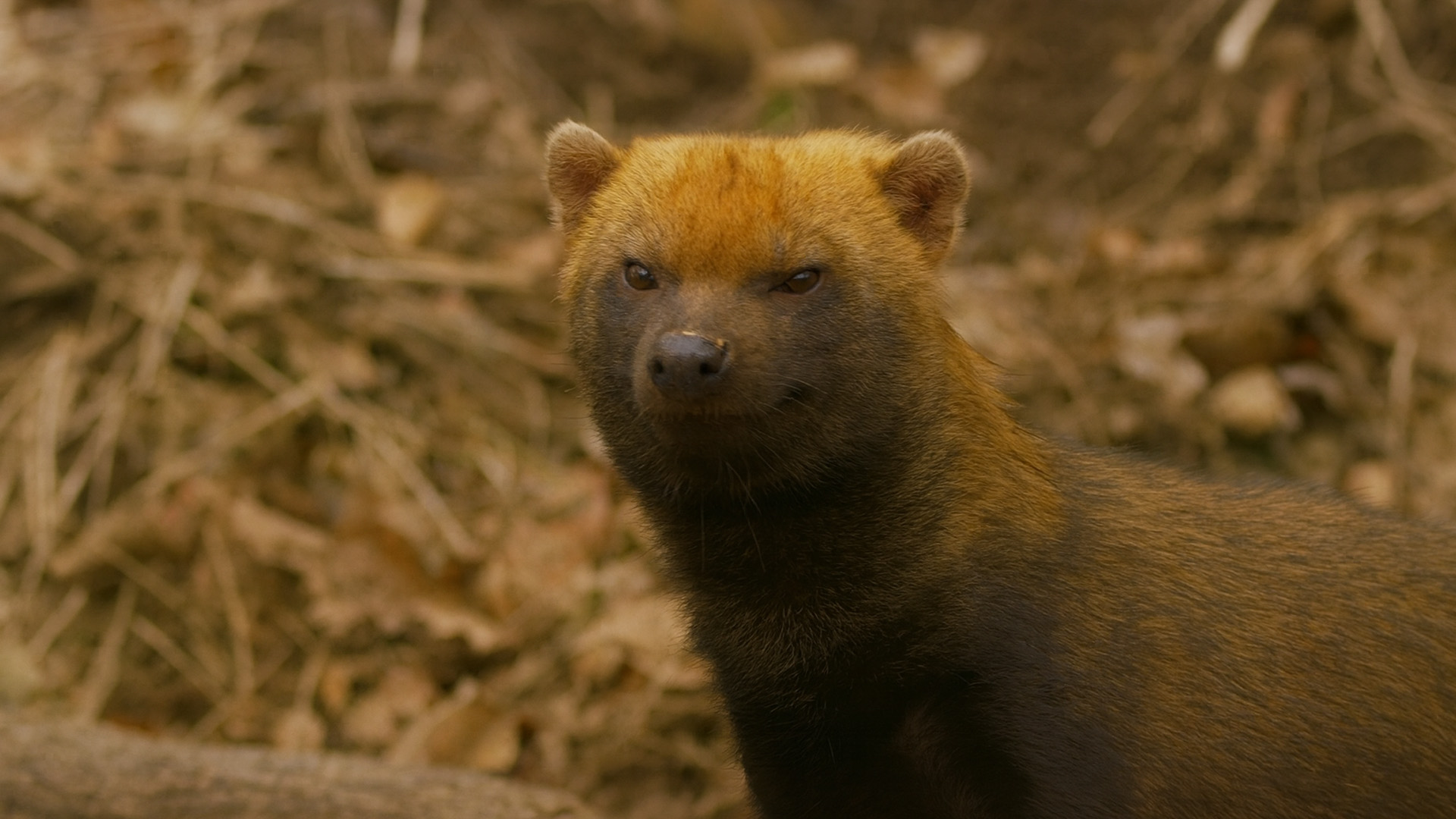 Watching Bush Dogs in Their Natural Habitat