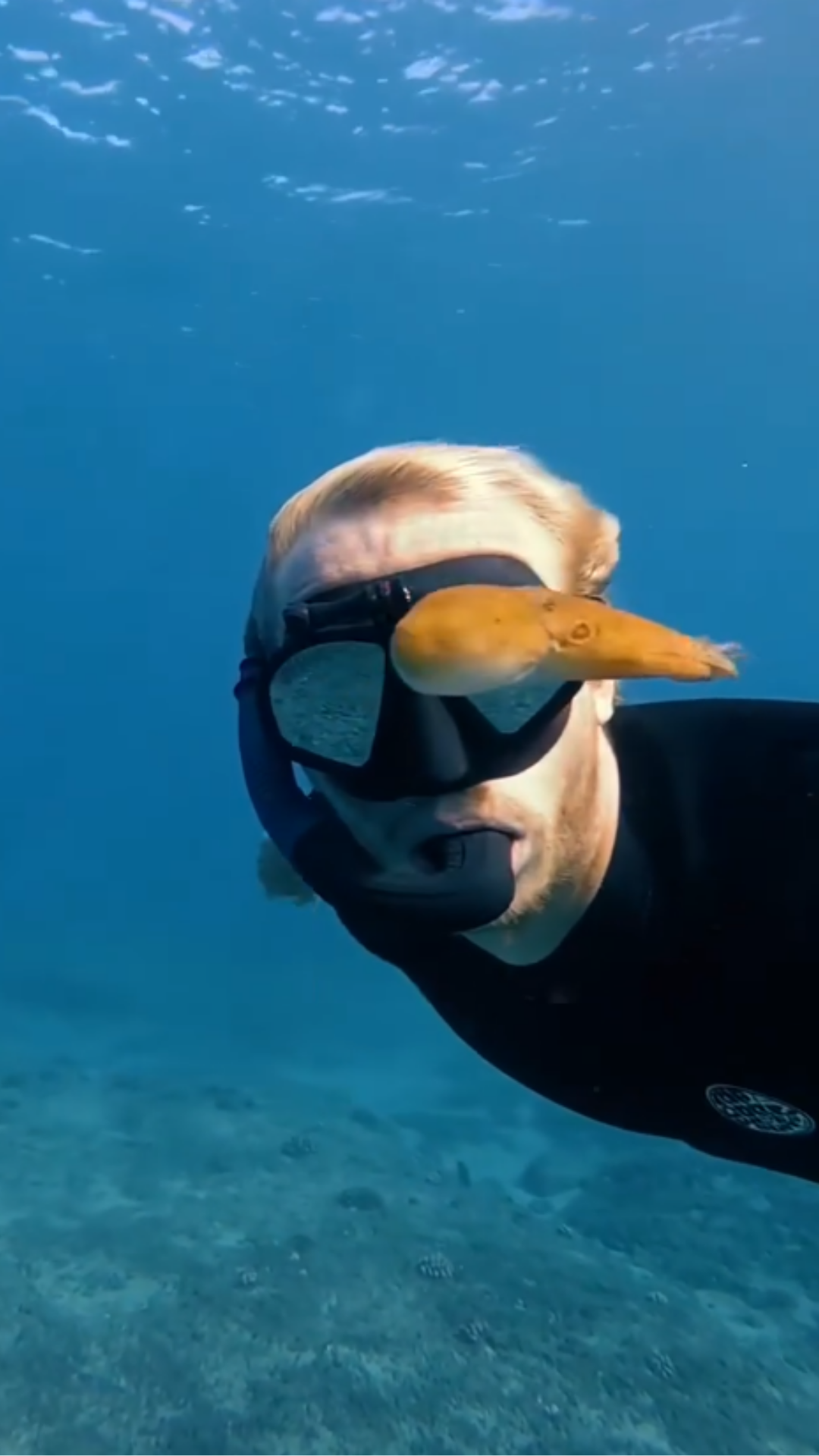 The Cutest Baby Octopus We Found in Hawaii