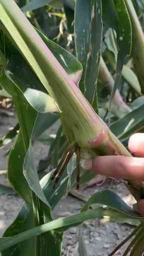 Corn plant!