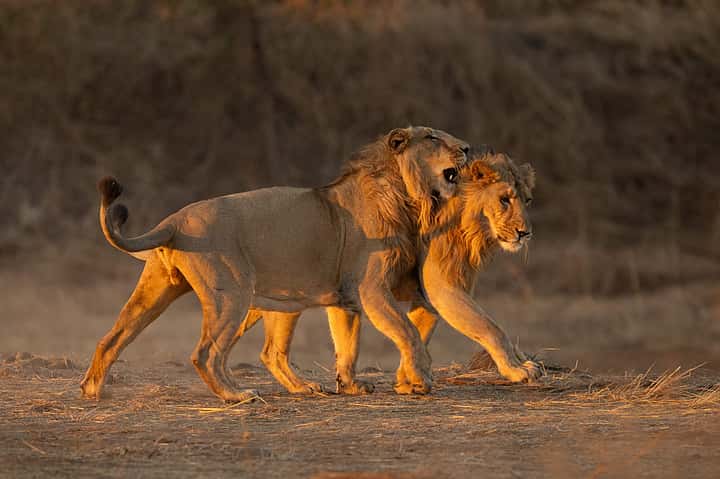 Alarming Toll: Over 300 Asiatic Lions Dead In Two Years In Gujarat