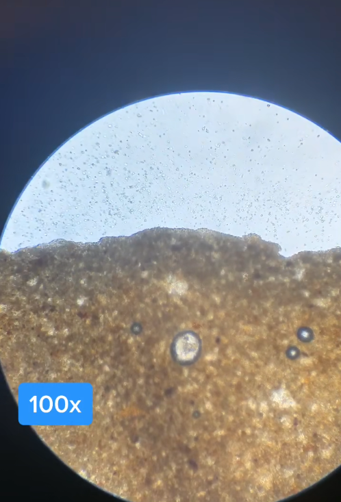 No Nutella? No Problem! Microscope Experiment Gone Sweet