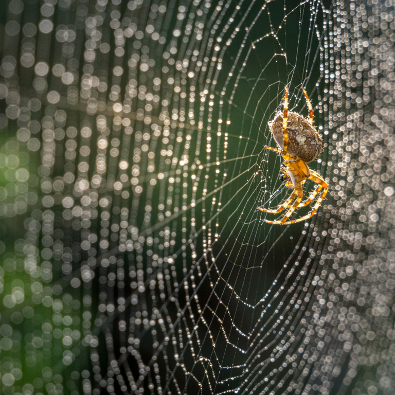 Pest experts recommend this unusual boiled lemon trick to keep spiders ...