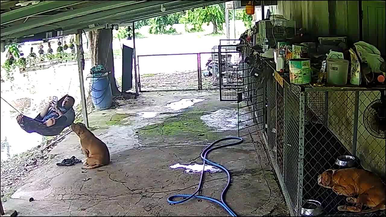 Playful pet dog joins owner on hammock causing it to snap