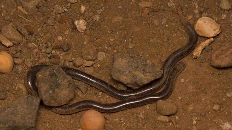 Identifying blind snakes in your garden: How to tell them apart from ...