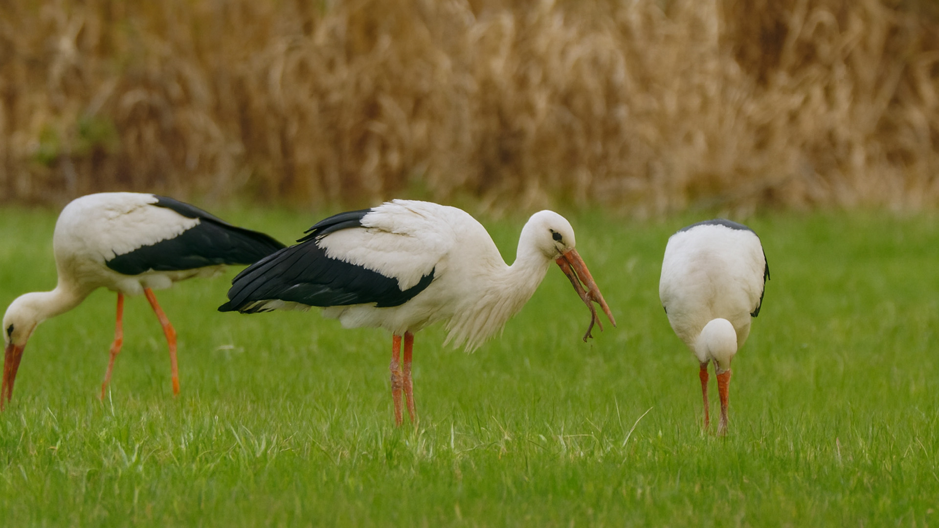De wilde natuur van Tsjechië – Unieke momenten in het wild