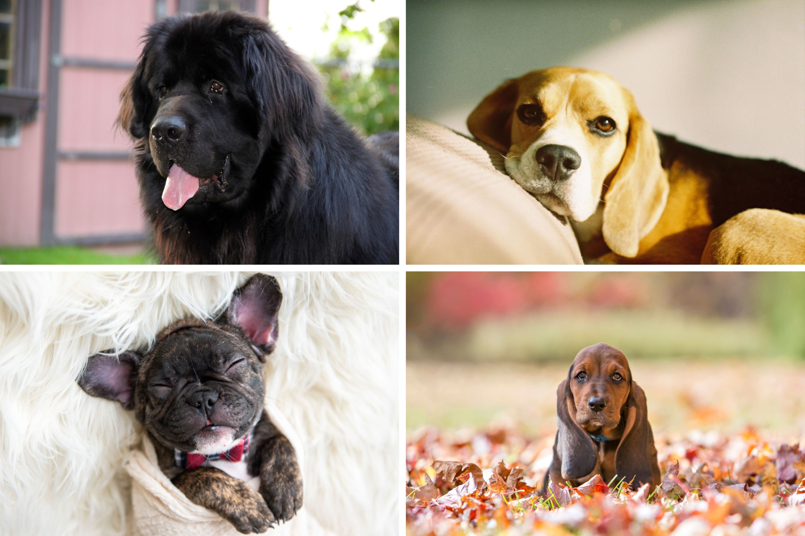 Safest Dogs 2025: Here are the 15 breeds of adorable dog that are least ...