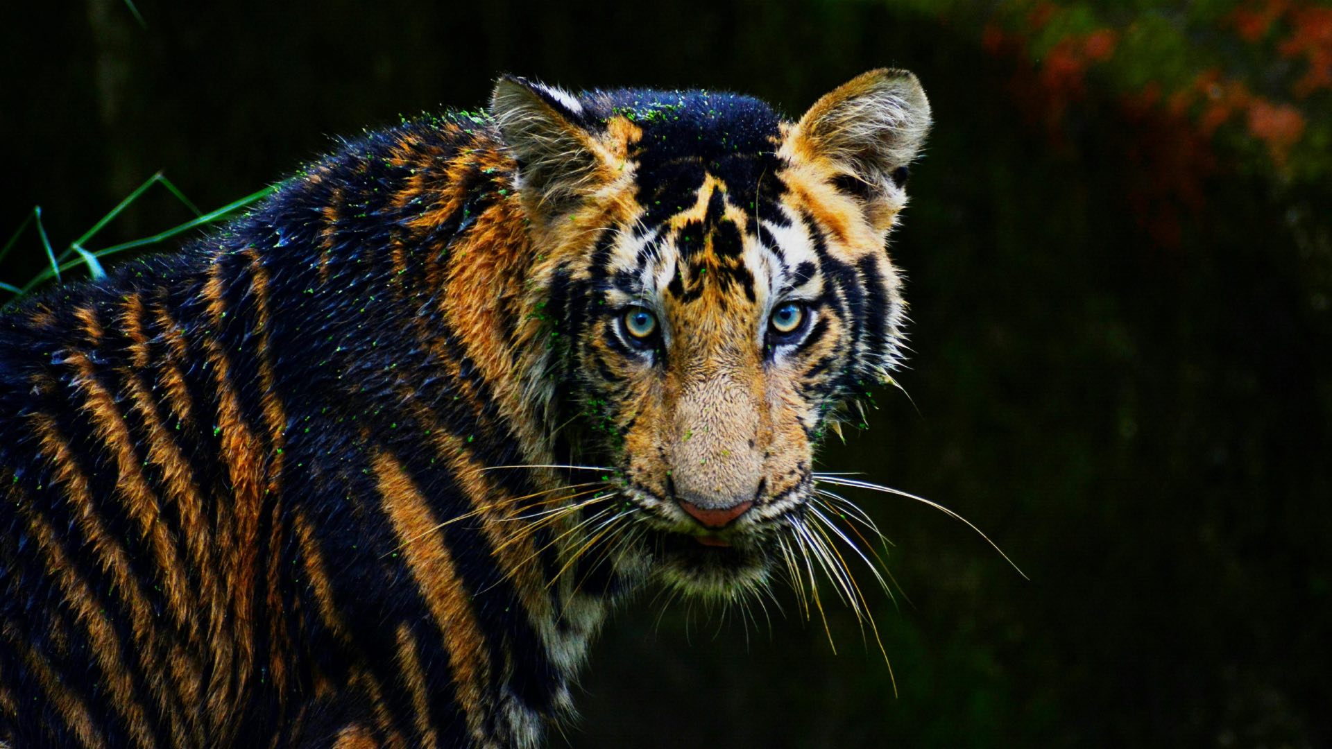 The most beautiful animal photos of 2025 are breathtaking