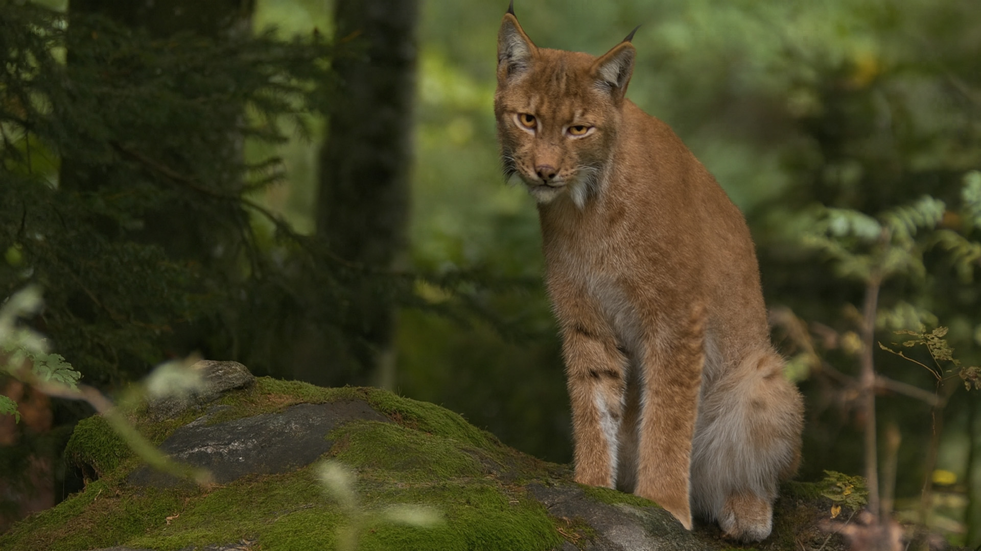 Lynx rust uit op een rots en gaapt