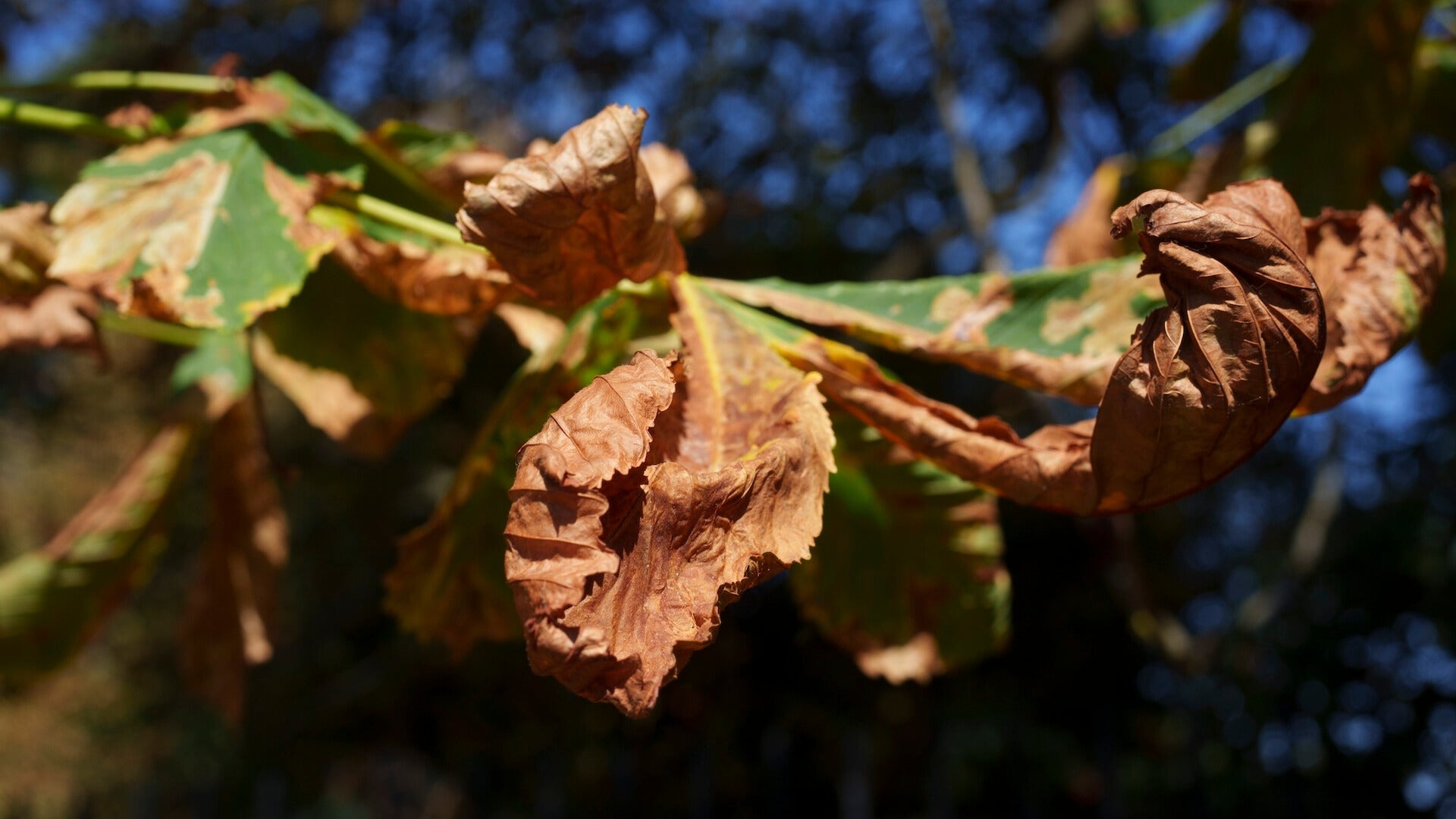 Weather Words: Leaf Scorch