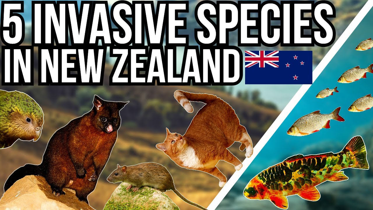 The Silent Invaders Threatening New Zealand’s Unique Wildlife