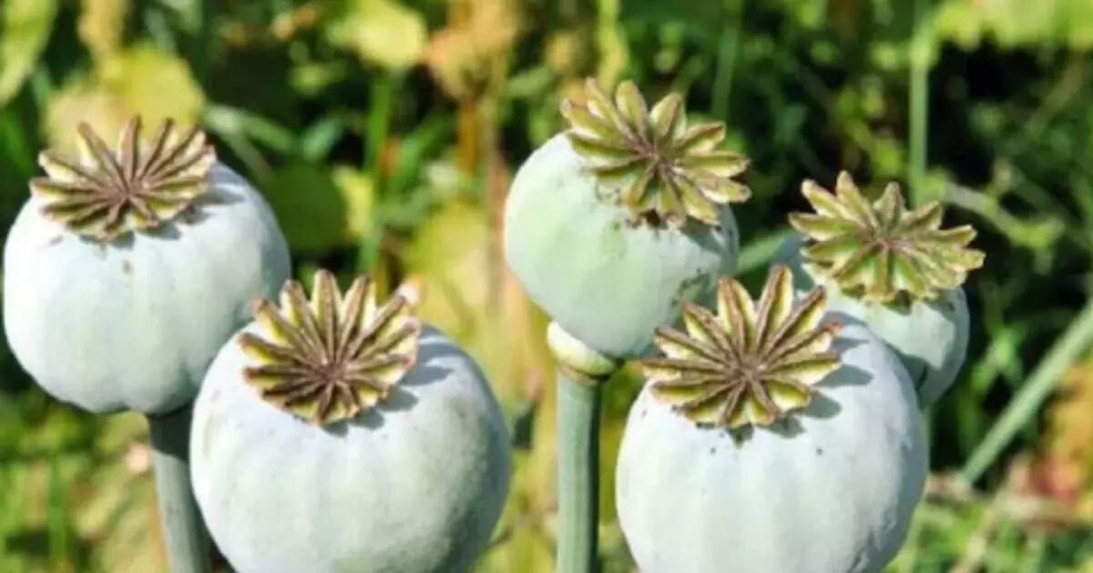 Govt announces annual licensing policy for opium poppy cultivation for ...