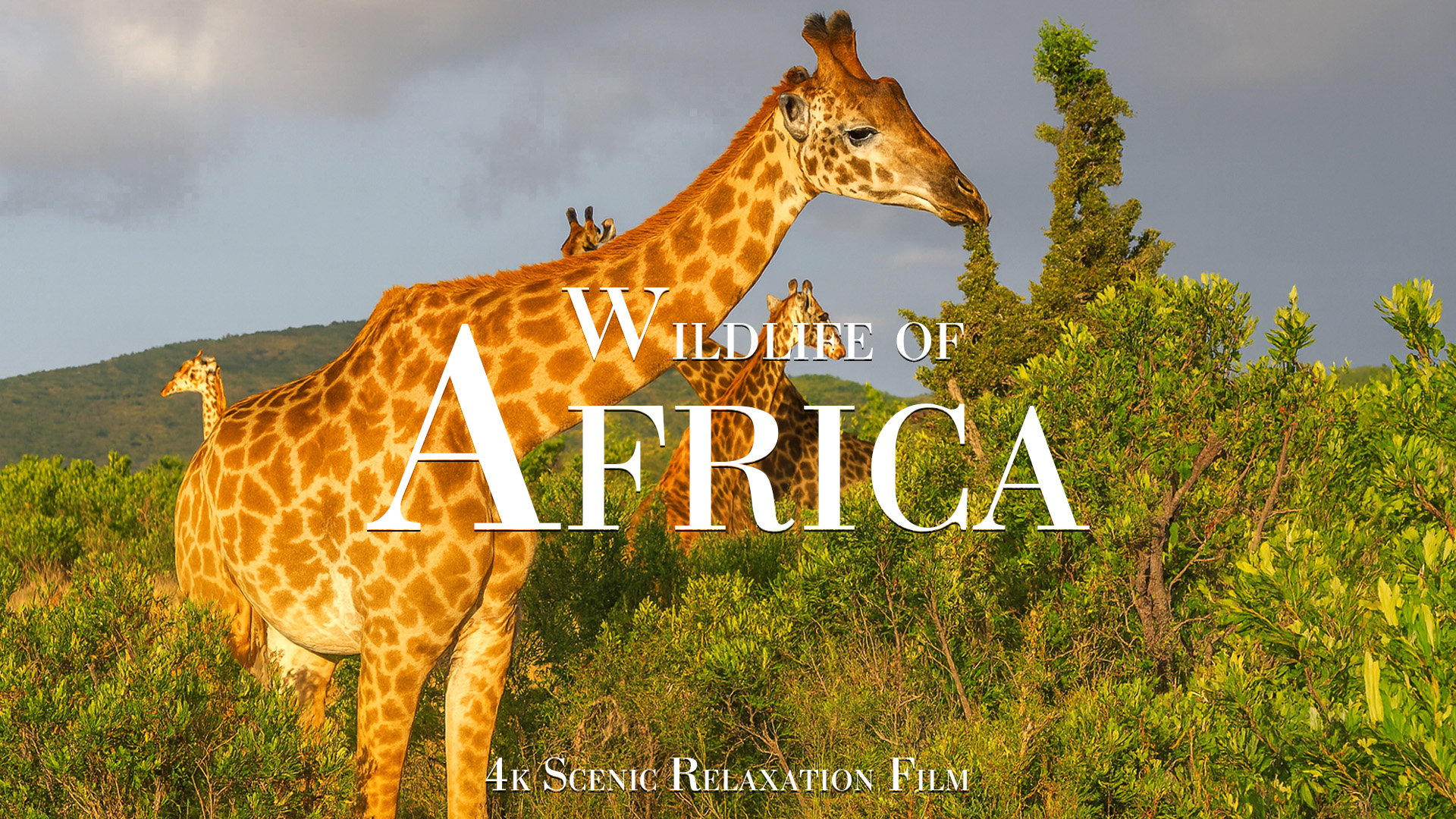 Vida salvaje de África en 4K: jirafas, cebras y primates