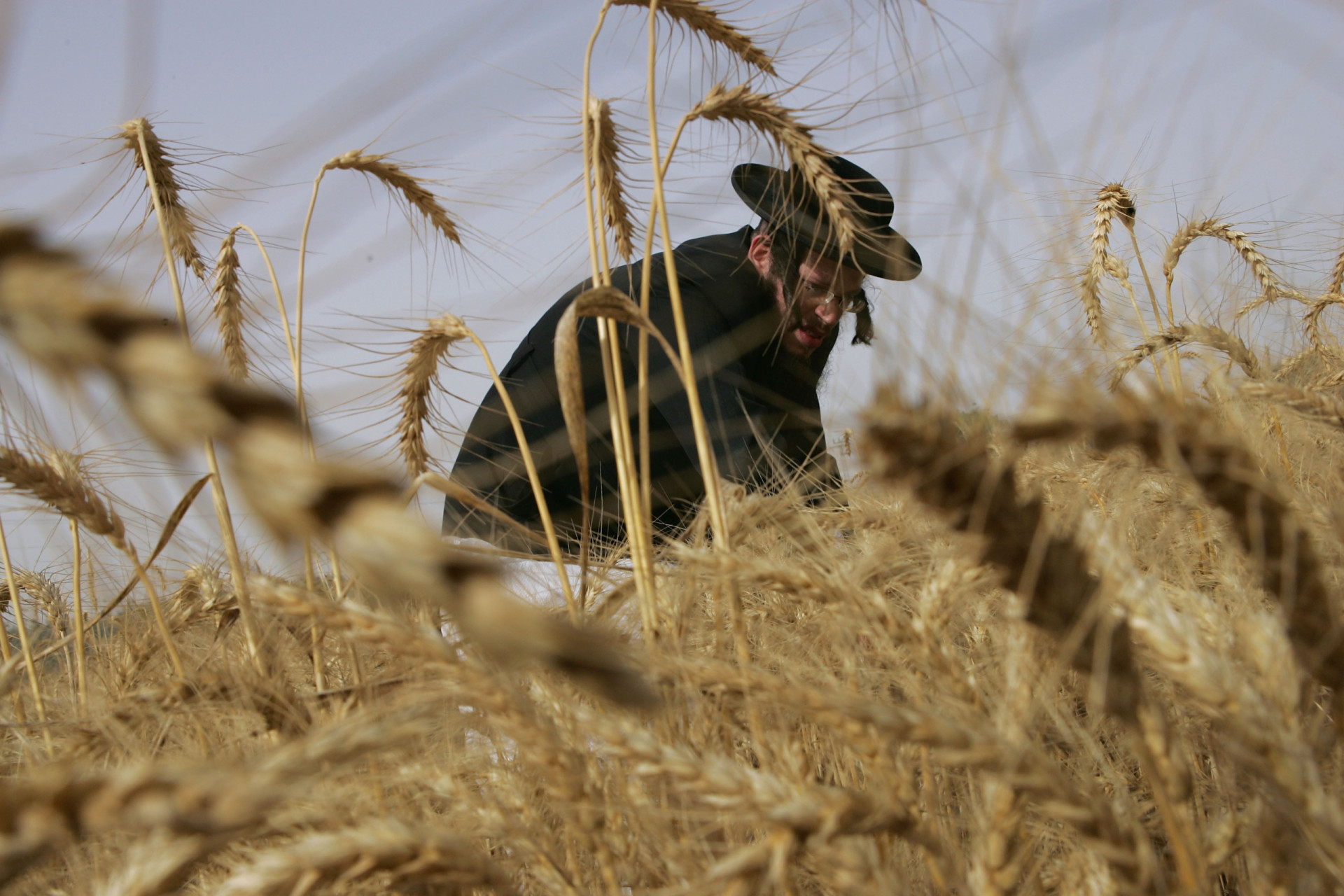 What are the seven species of Israel?