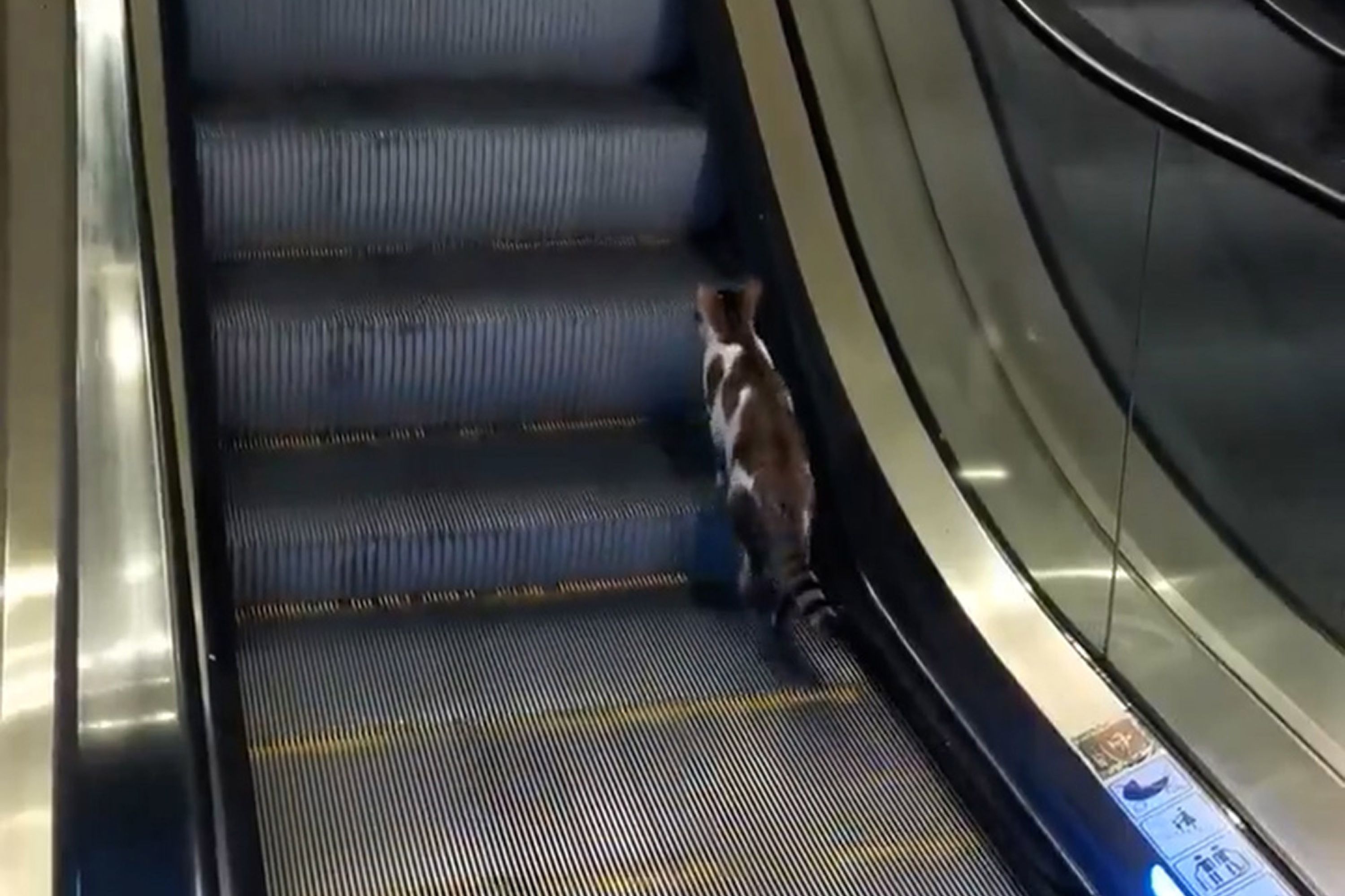 The moment a cat was rescued from possibly a lifetime of walking up a down escalator...