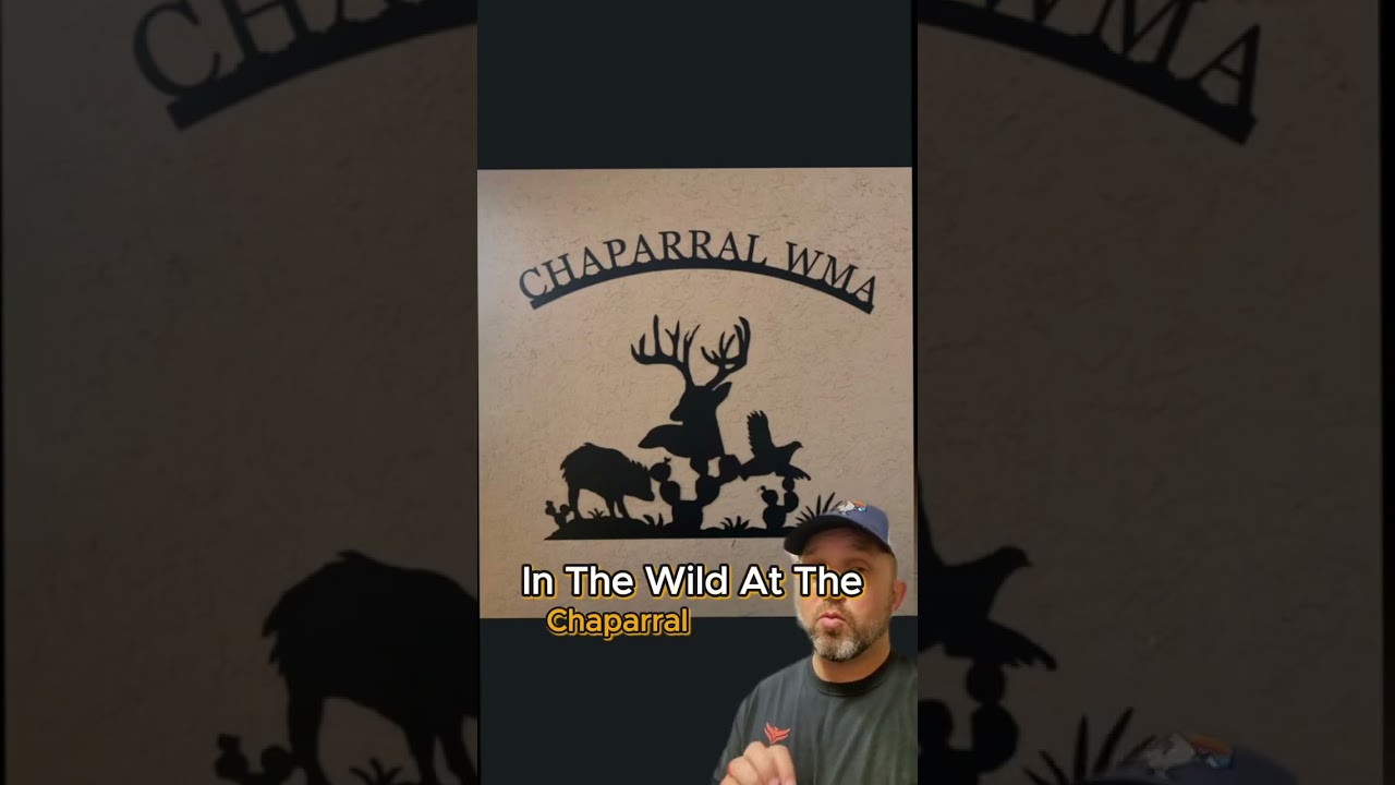 All about warthogs living across Texas ranches