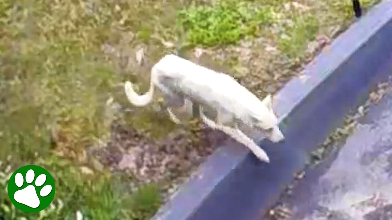 White mystery creature starts appearing in driveway