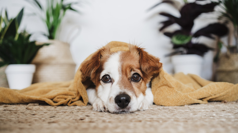 How To Clean 9 Common Carpet Stains To Make Them Look Like New