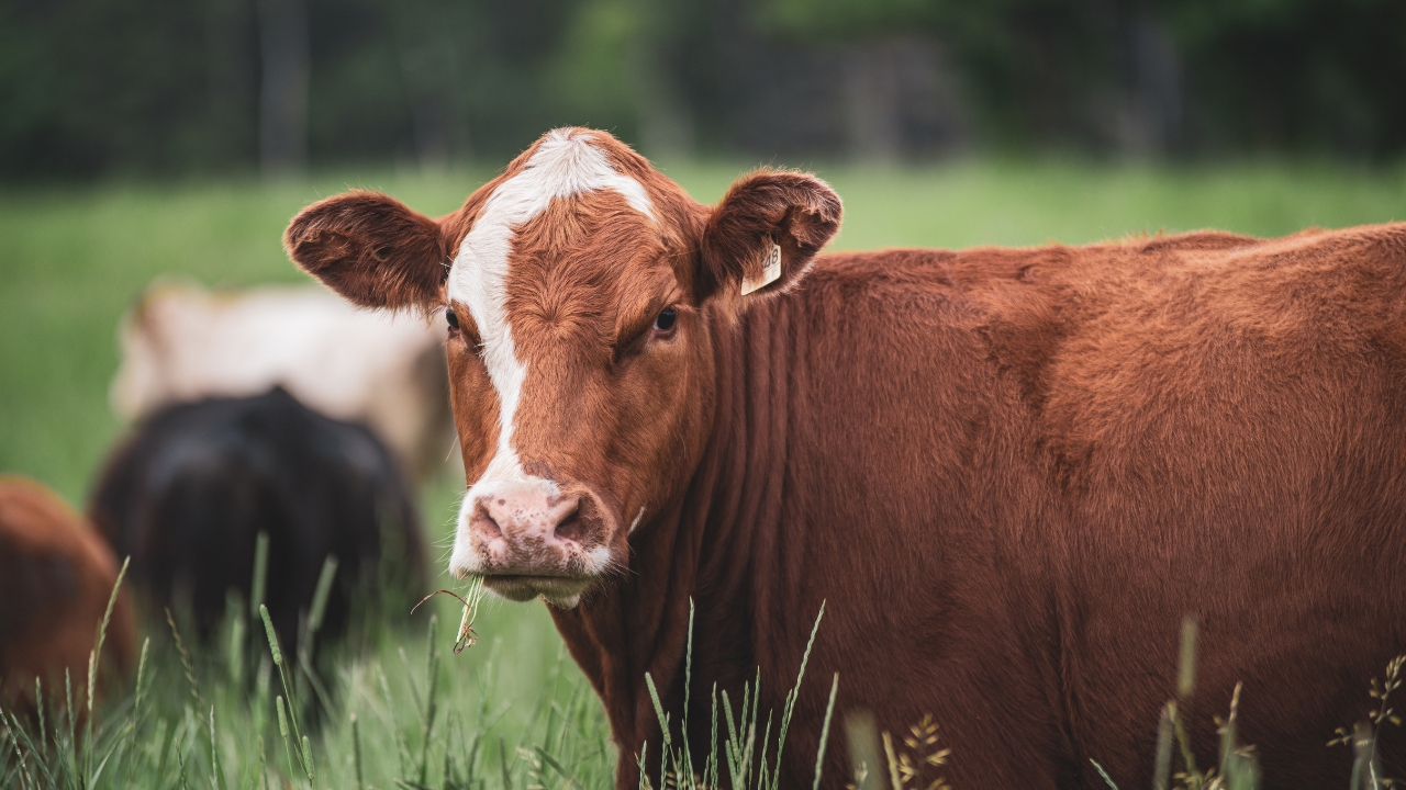 USDA’s latest cattle outlook explains why beef stays expensive into 2026