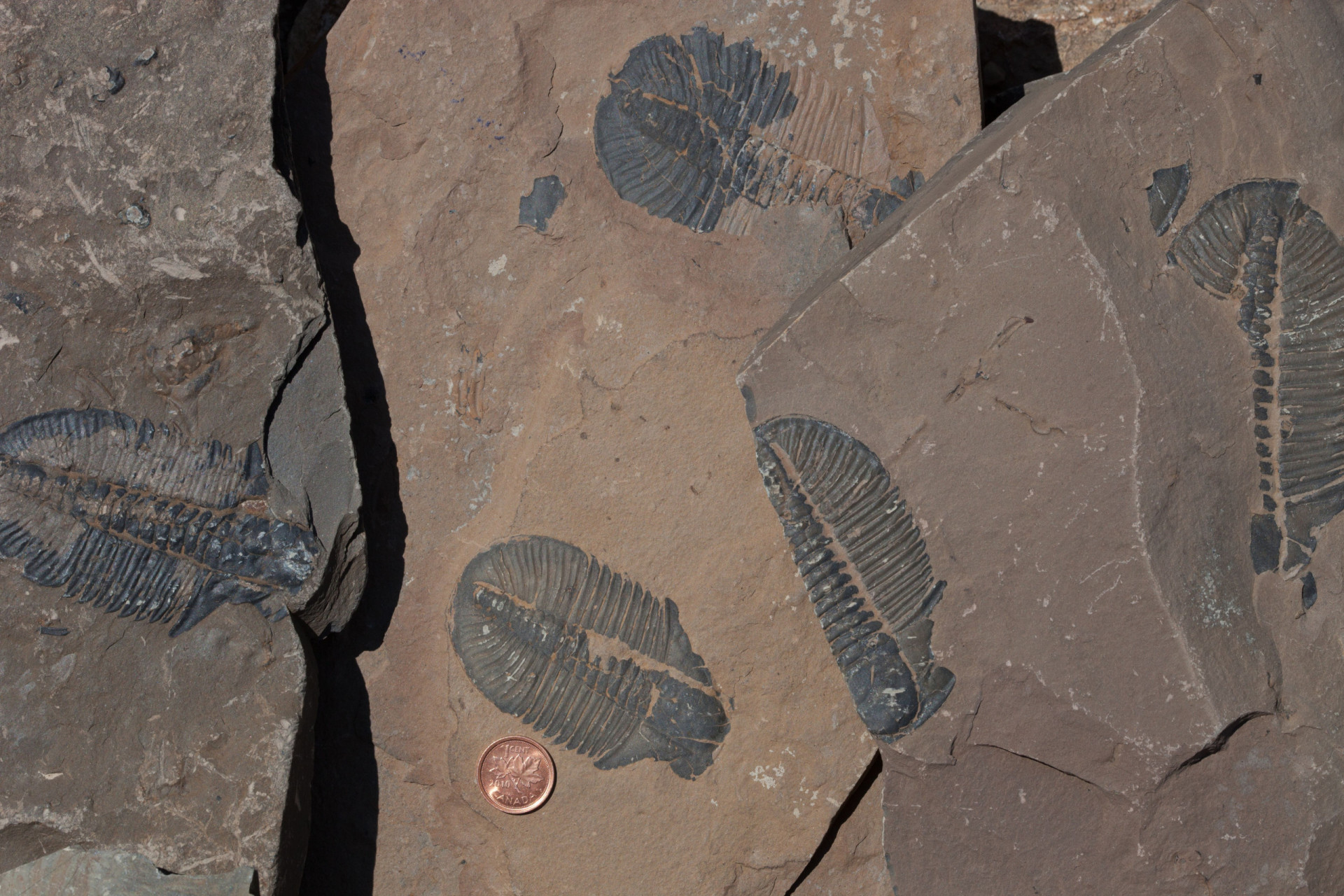 The history of mass extinction events on Earth