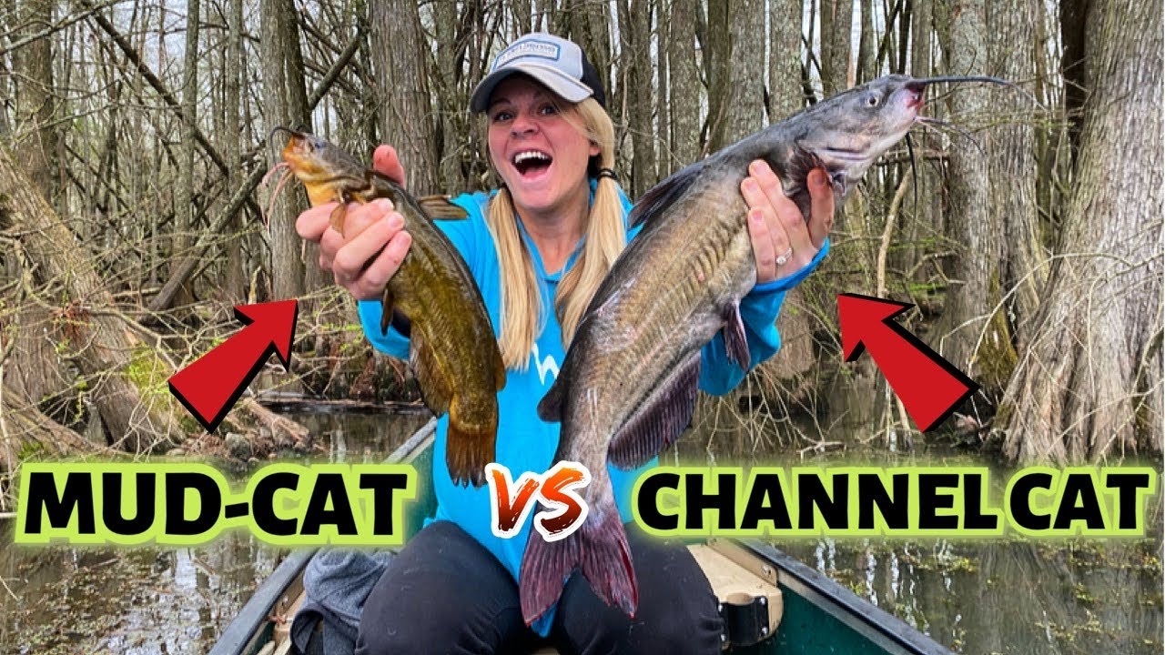 Catfish Battle in the Swamp: Channel Cat vs Mudcat Cook