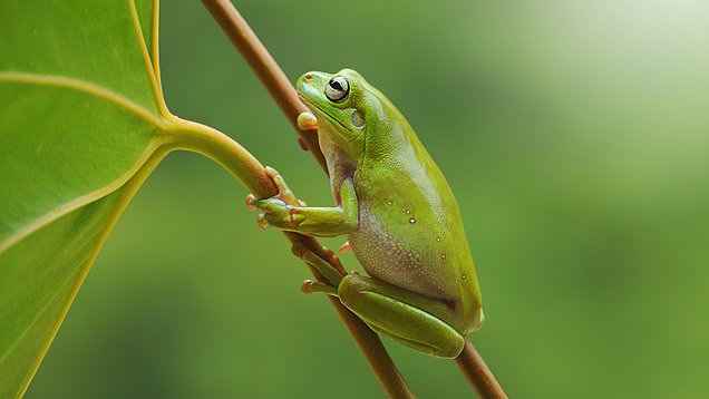 Young animal lover overjoyed about catching his first frog