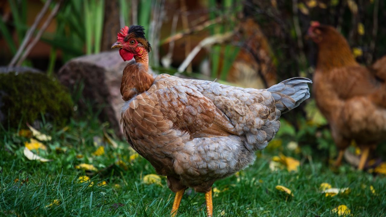 6 chicken breeds that thrive in hot climates