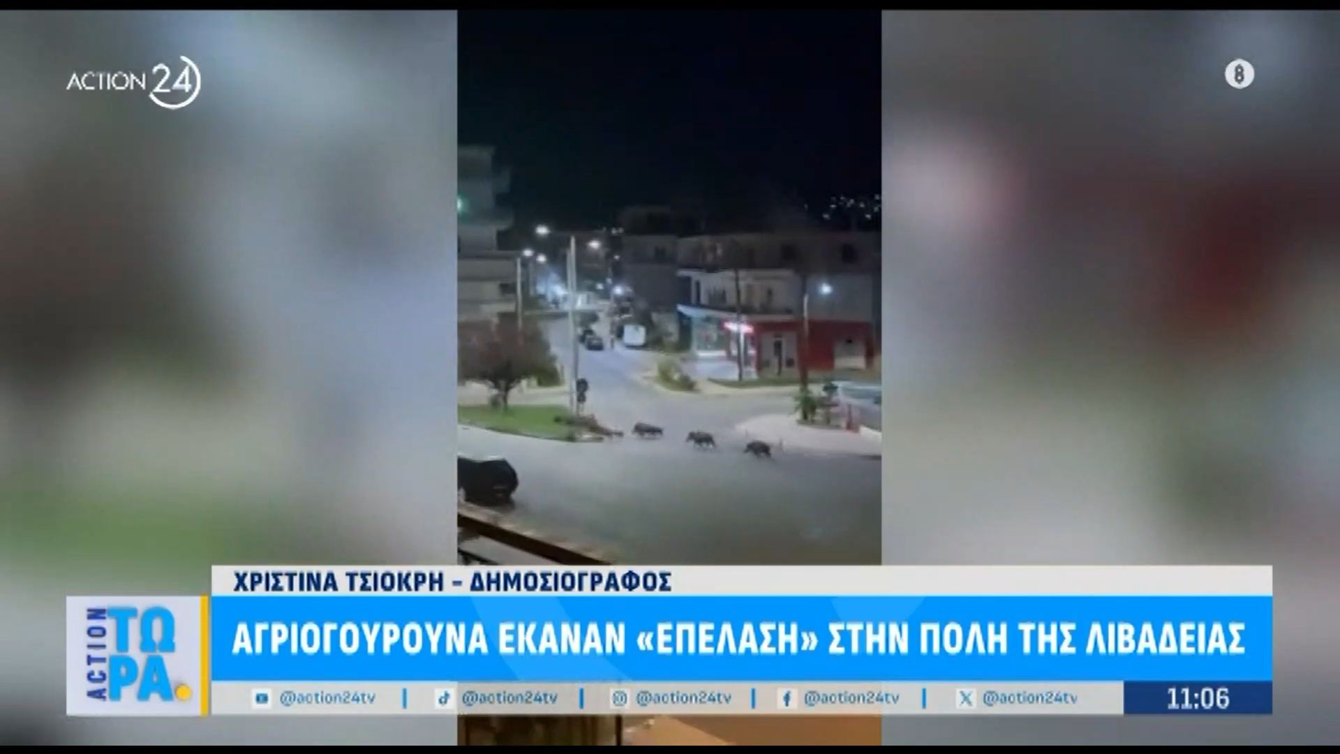 Λιβαδειά: Αγριογούρουνα «έκοβαν βόλτες» στο κέντρο της πόλης