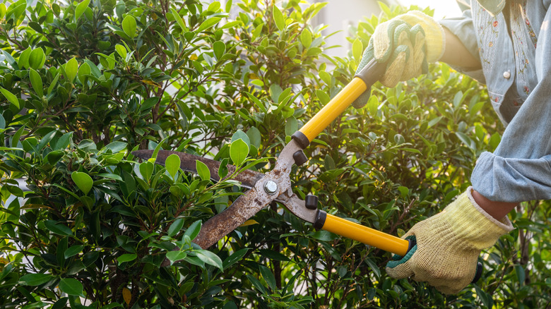 10 Plants To Avoid Pruning In September And What To Do Instead