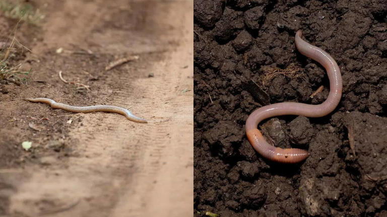 Identifying blind snakes in your garden: How to tell them apart from ...