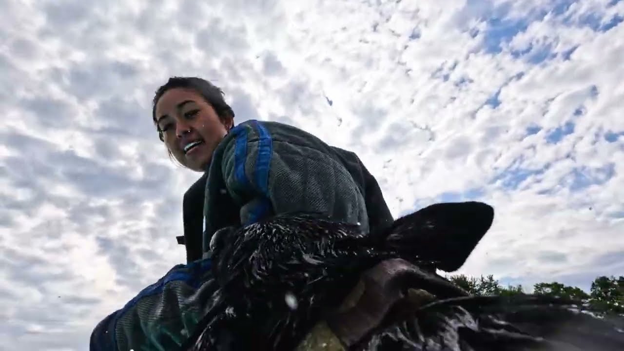 Military Dogs Take on Water Aggression Training