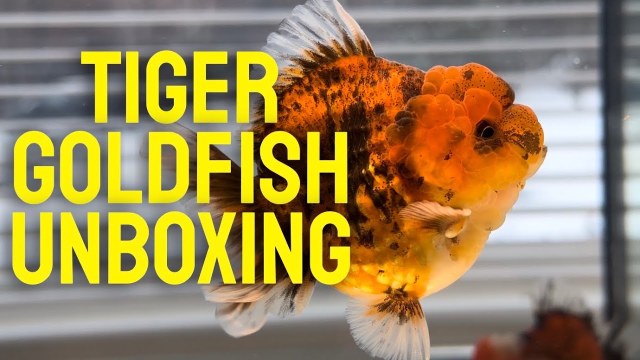 Unboxing Chunky Yuan Bao Goldfish – Pure Goldfish Perfection!