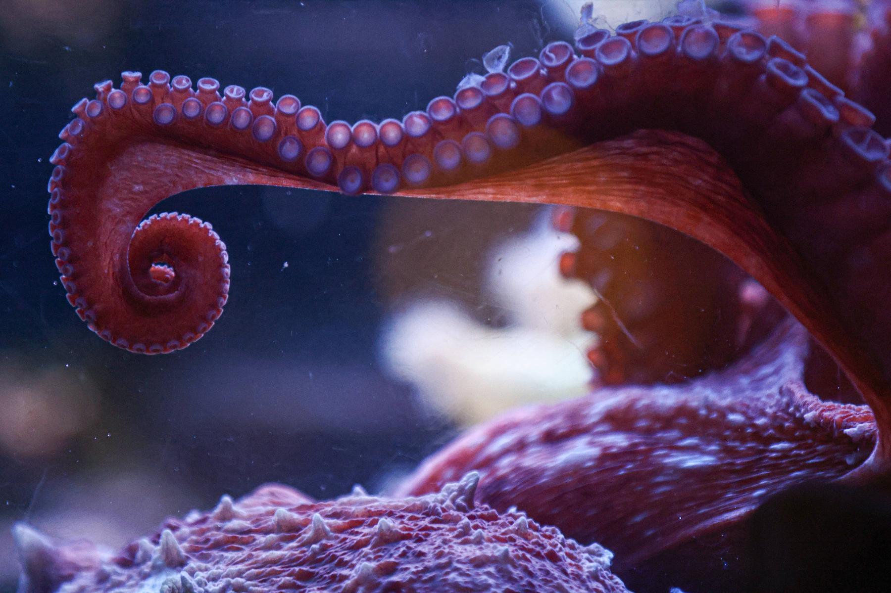 Wofür setzt der Oktopus welchen seiner acht Arme ein?