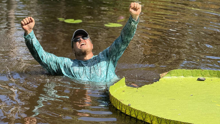 Behold the Florida water lily that can hold almost 200 pounds