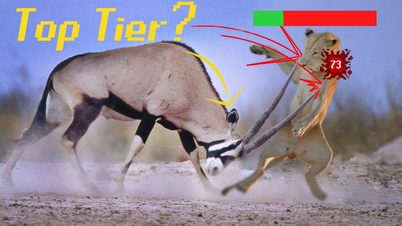 Why Evolution Keeps Buffing Horns in the Animal Kingdom