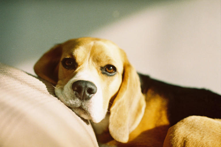 Safest Dogs 2025: Here are the 15 breeds of adorable dog that are least ...