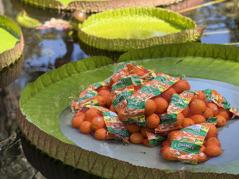 Behold the Florida water lily that can hold almost 200 pounds