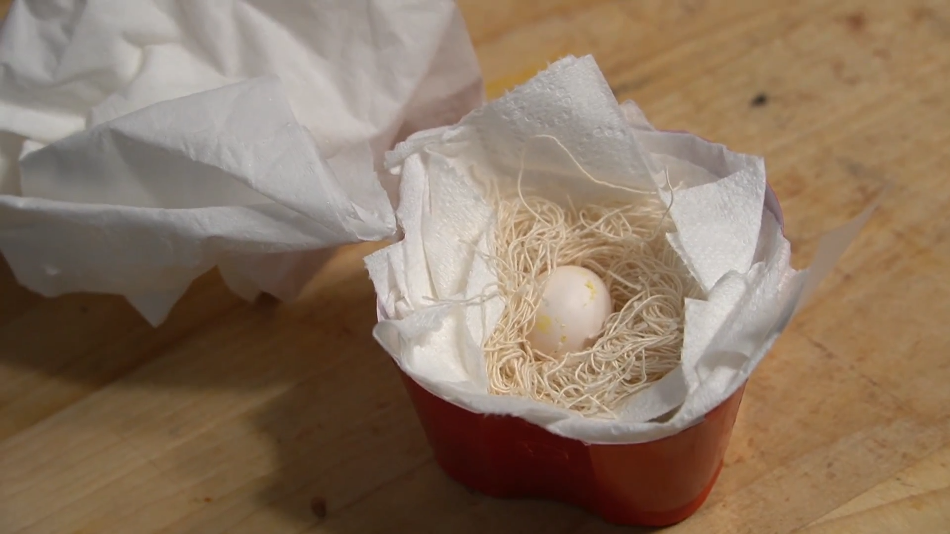 Discovering Micro Birds With Eggs Smaller Than A Dime