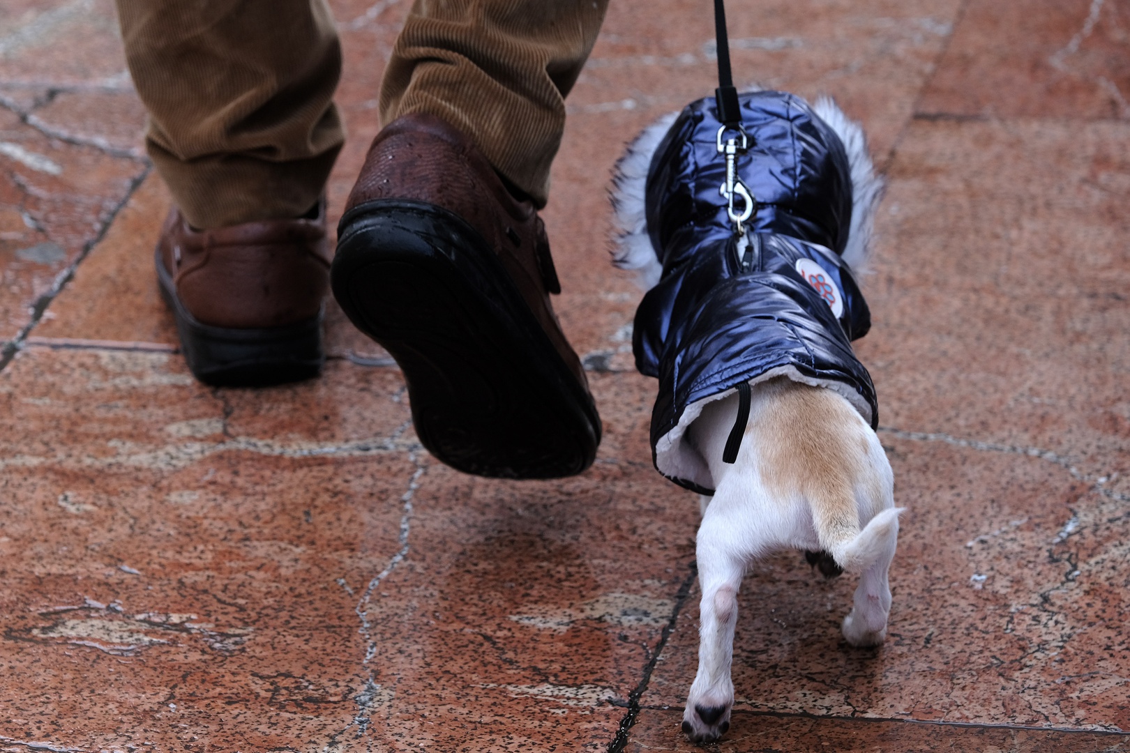 El reglamento pendiente de la ley animal recibe 600 alegaciones en consulta pública