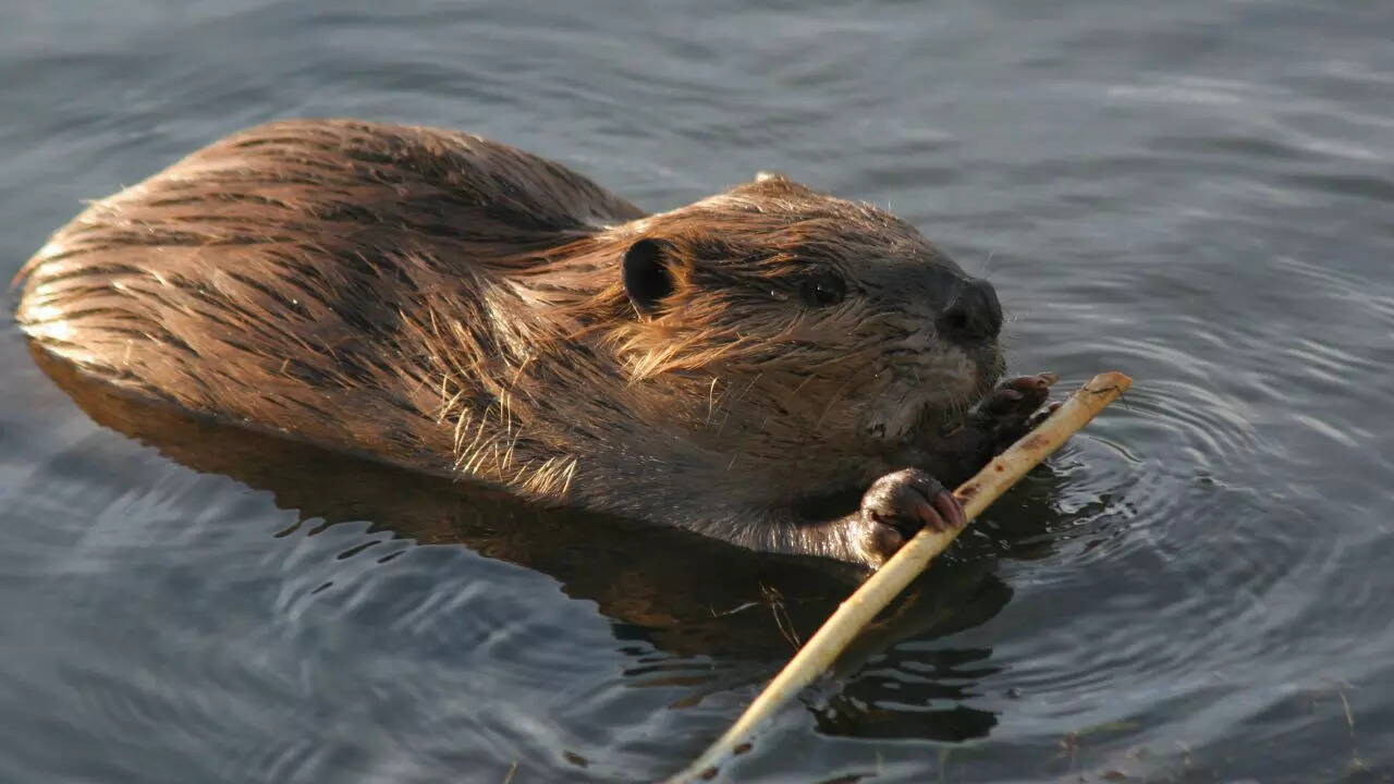 Canada’s 10 most iconic animals- Find out which ones are endangered!