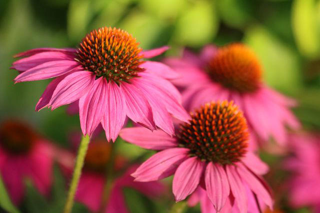 10 Perennials You Should Prune Now for Better Blooms Next Year