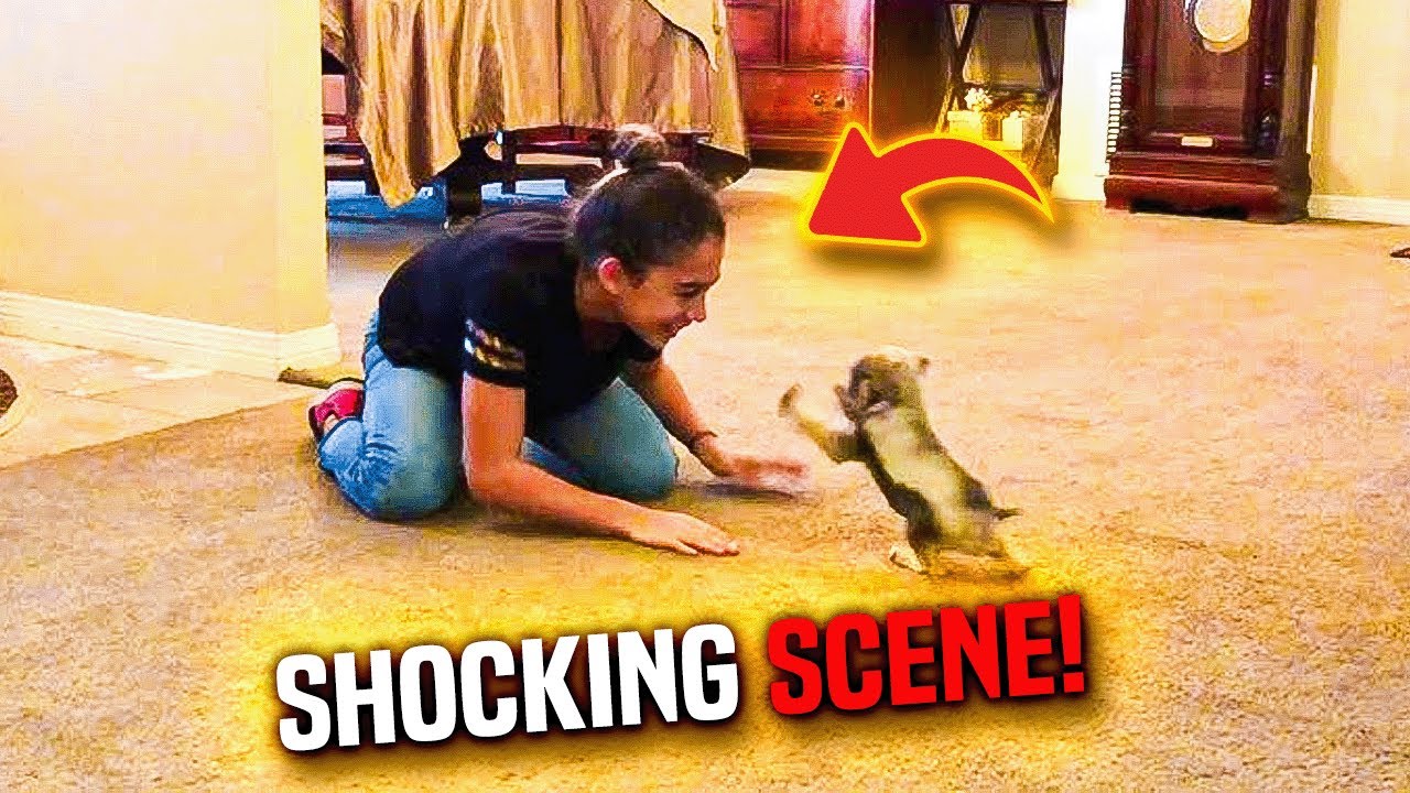 Mom Leaves Daughter with Dog, Comes Home to a Shocking Scene