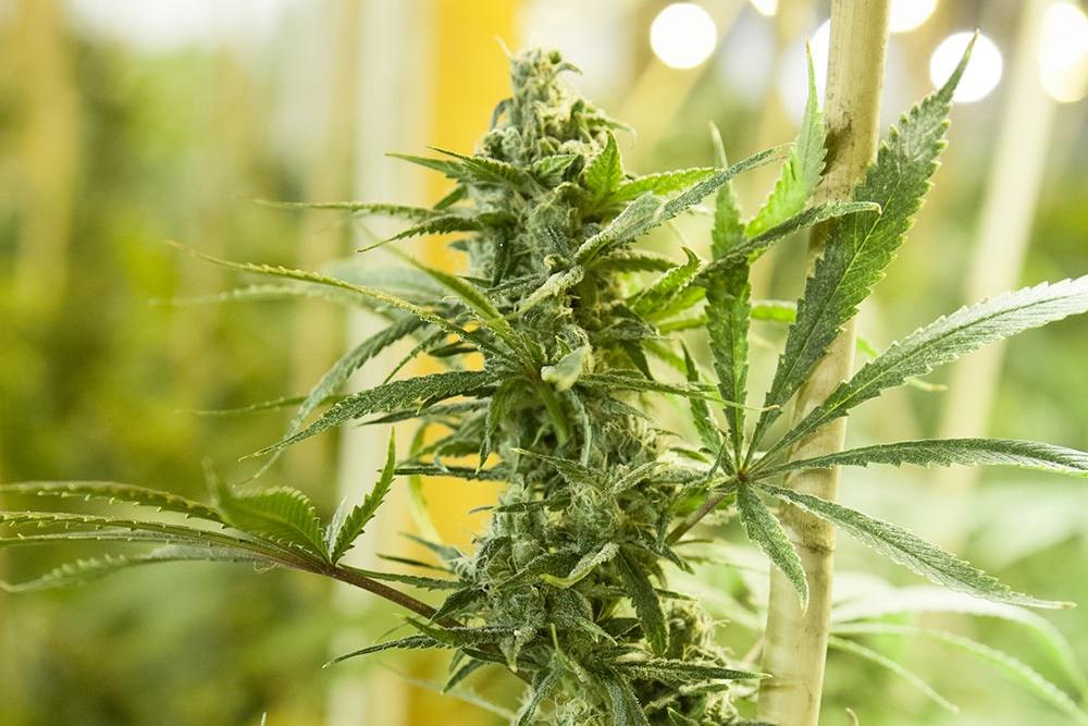 'Substantial cannabis grow' found at Hucknall home by Neighbourhood ...