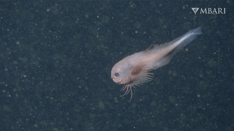 Never-before-seen adorable pink bumpy snailfish with funny little beard filmed in deep canyon ...