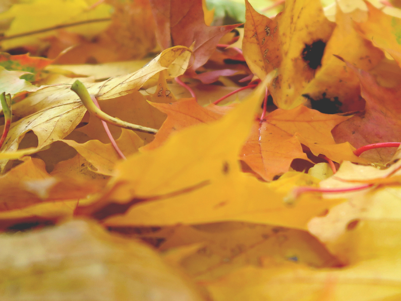 Best leaf blowers of 2025: Top picks for easy yard cleanup