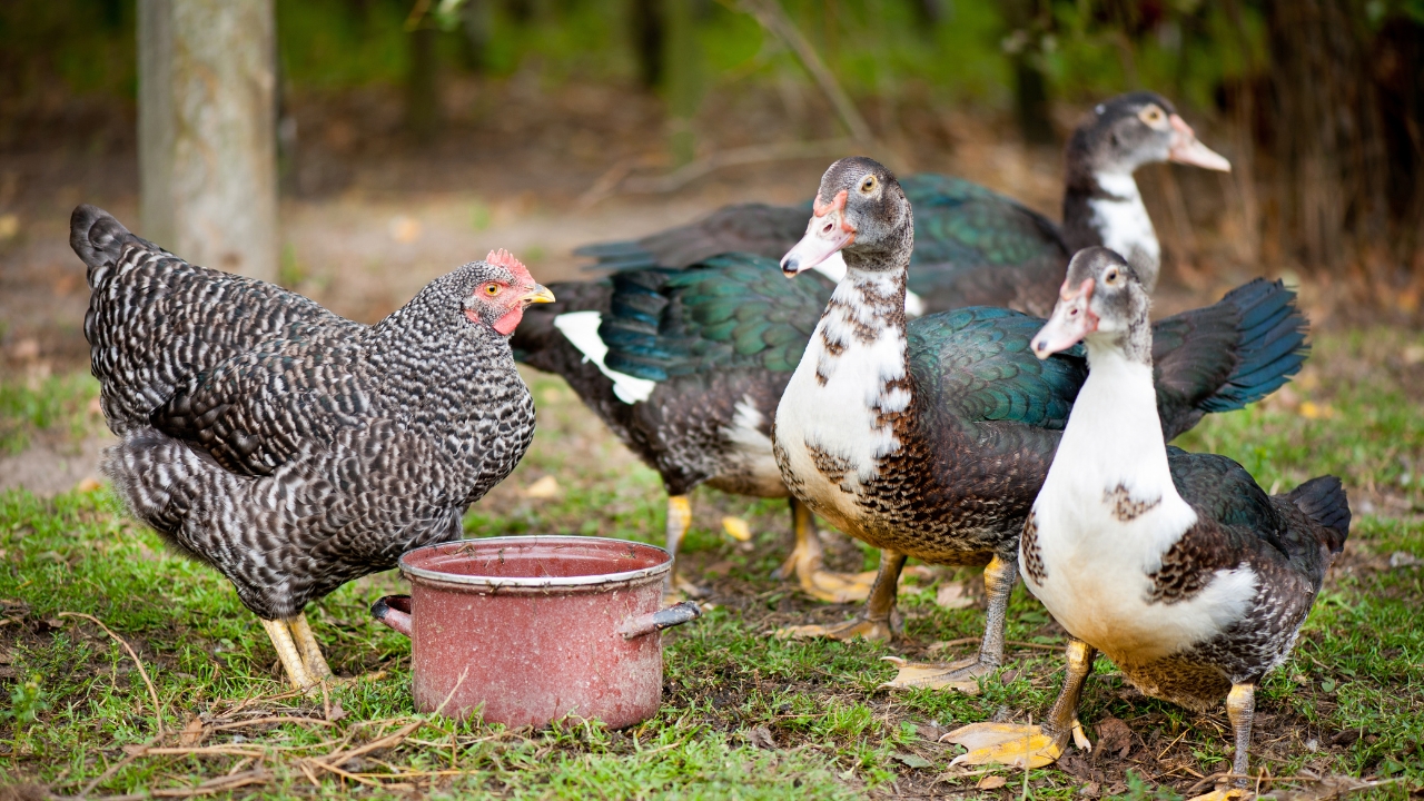 8 Animals That Get Along With Almost Everyone