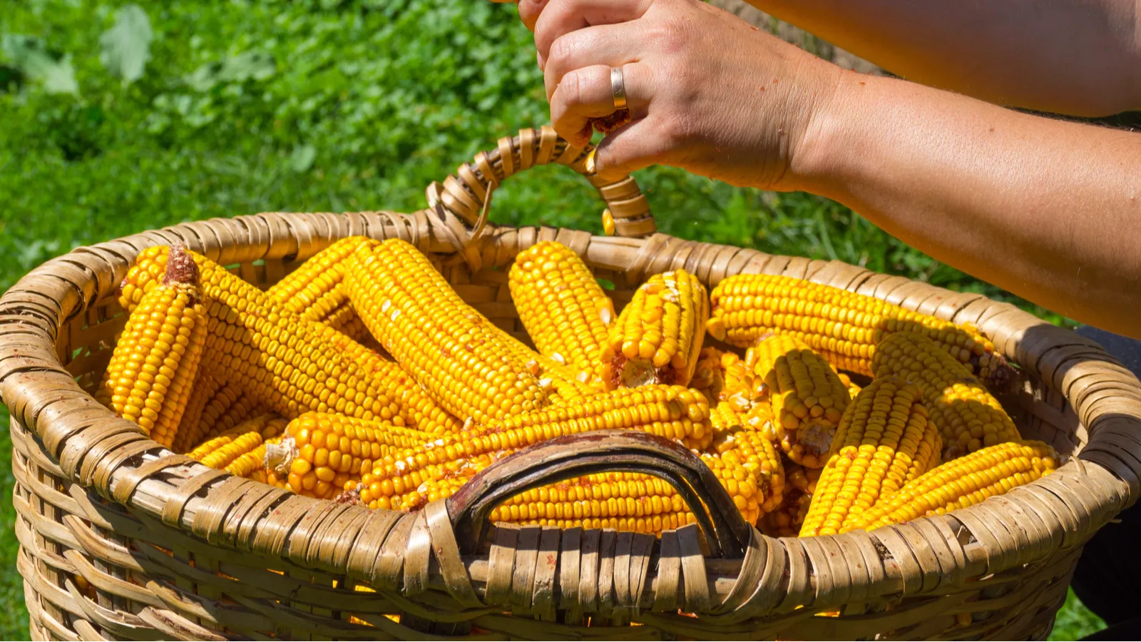 Yellow vs. white corn, what a farmer wants you to know