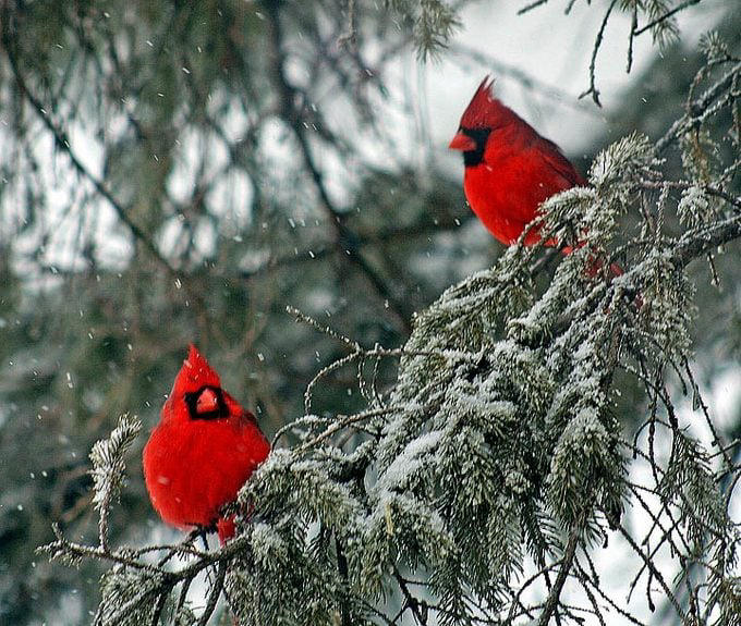 How to create winter shelter for birds
