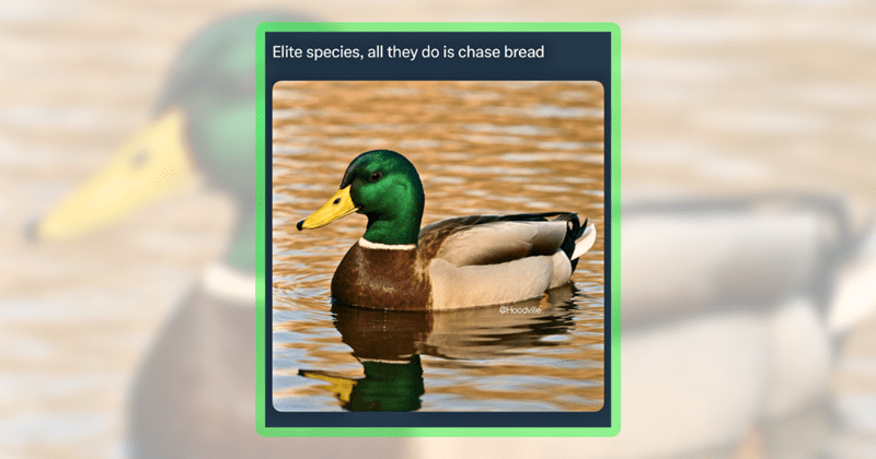 25 Wholesome Quirky Quacks of Joy for Feathered Meme Fans Who Don’t ...