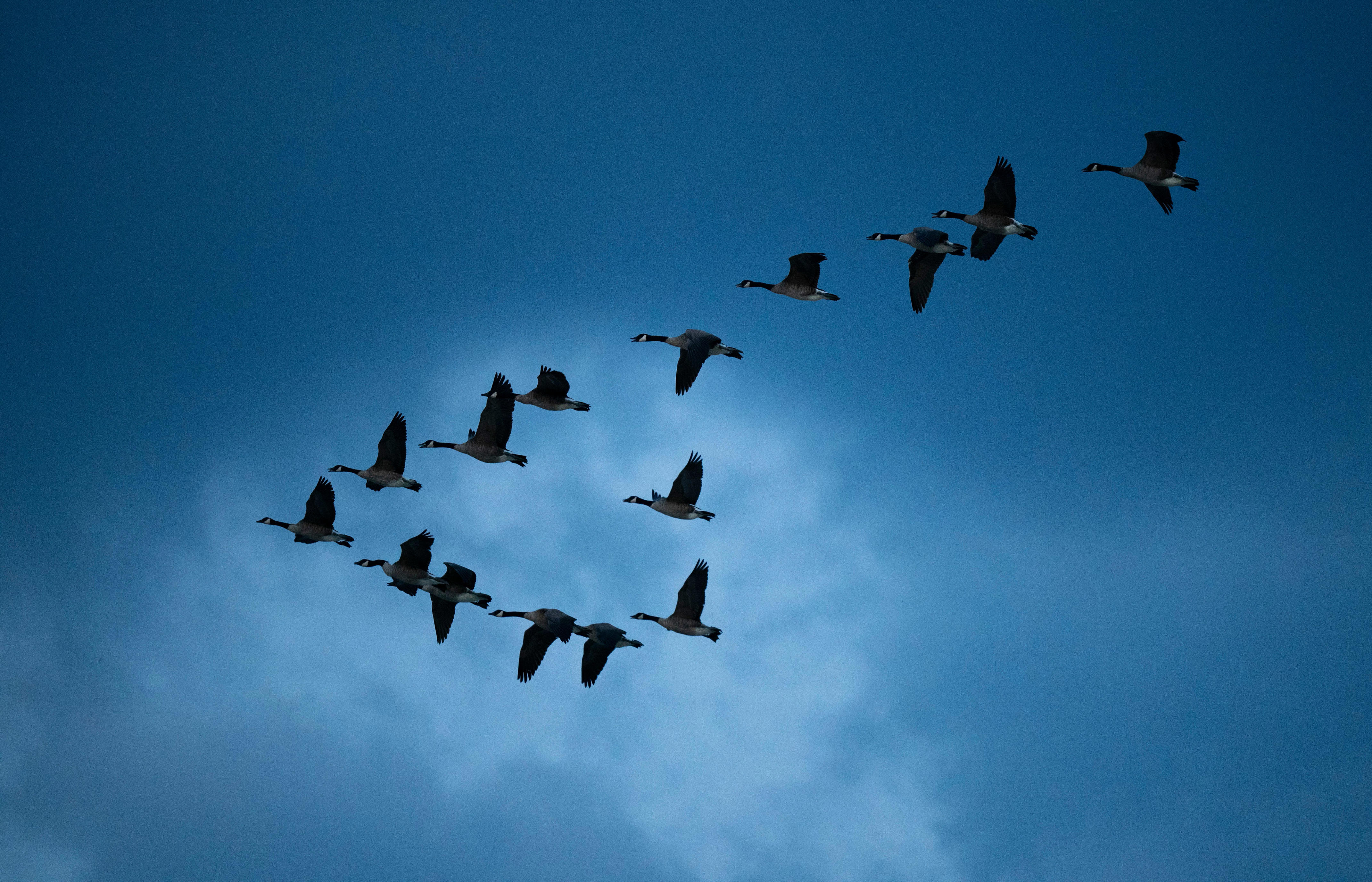 Millions of birds are taking flight over Michigan. How to track the ...