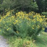 Roots and Shoots: Perennials for Every Style
